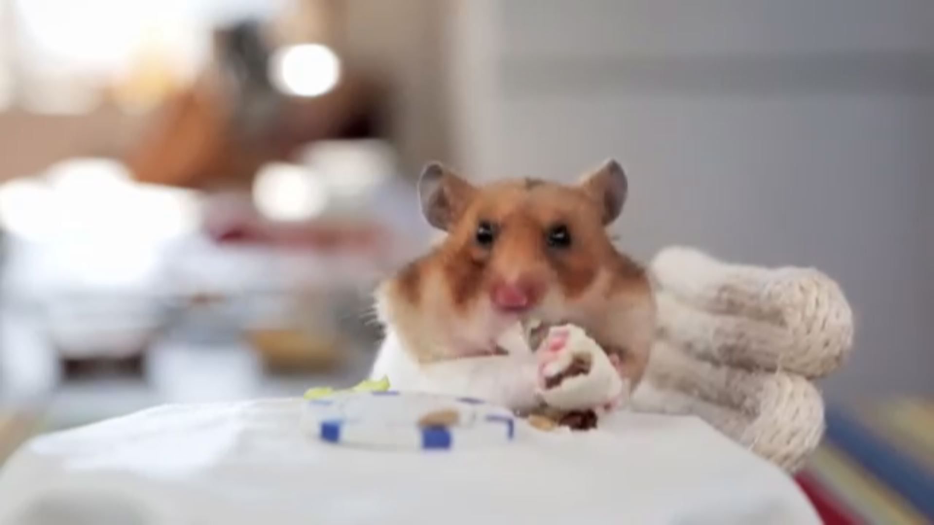 Tiny Burrito, Tiny Hamster viral video "dumb and delightful" | wtsp.com