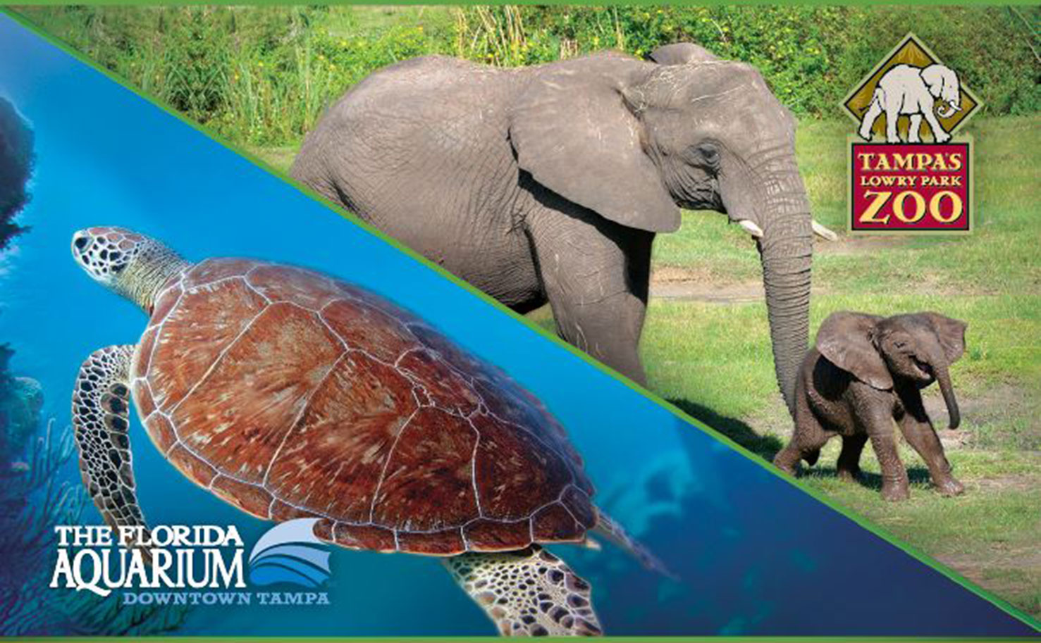 ZooQuarium ticket offers best of land and sea | wtsp.com