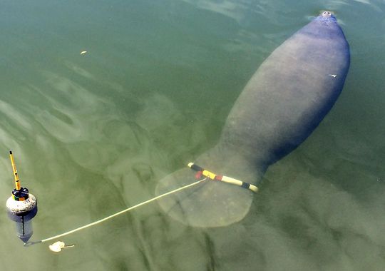 Mystery of Burnie the missing manatee | wtsp.com
