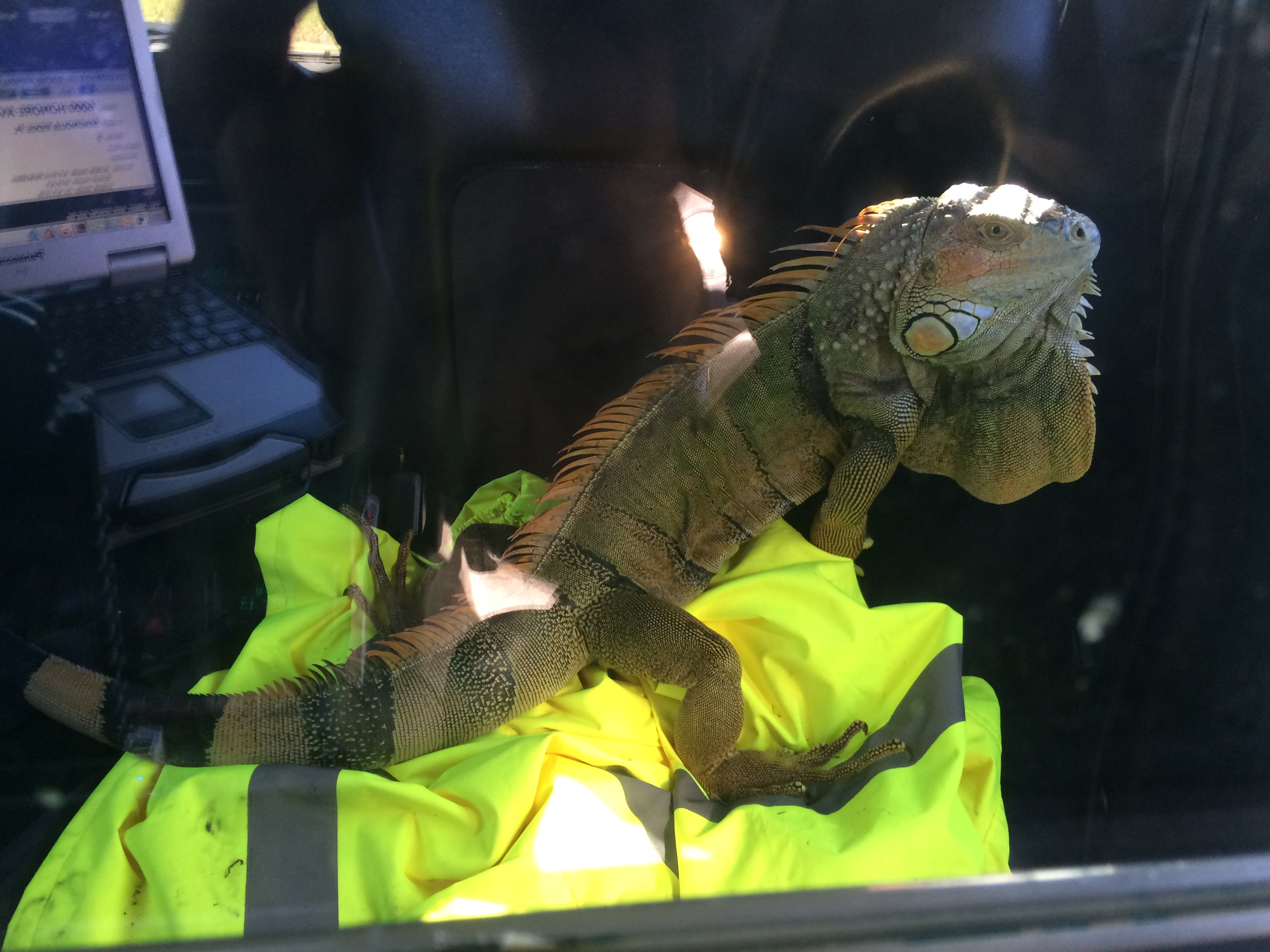 Manatee deputy wrangles loose iguana | wtsp.com