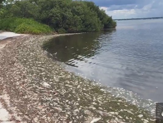 Red Tide Continues To Affect Waters Off Sw Fla Beaches