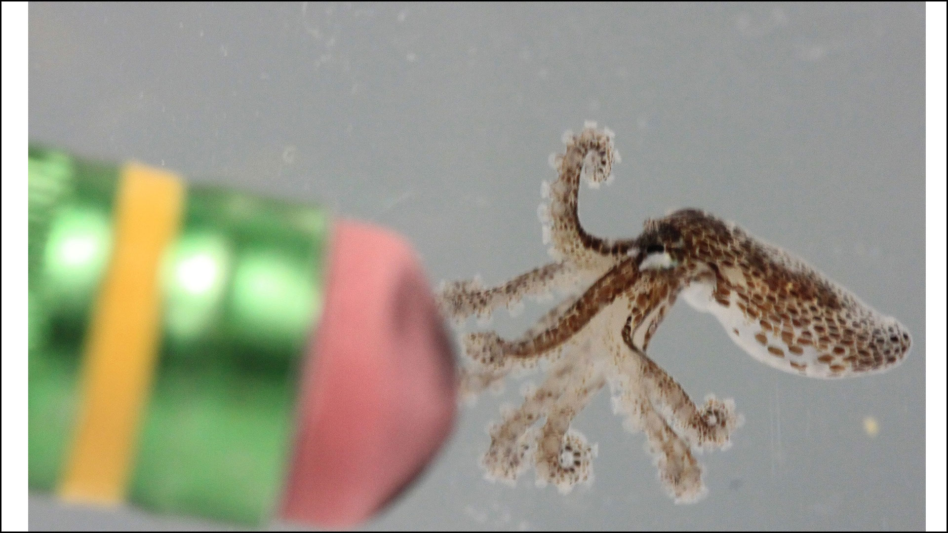 Pygmy Octopus born at Sarasota aquarium | wtsp.com
