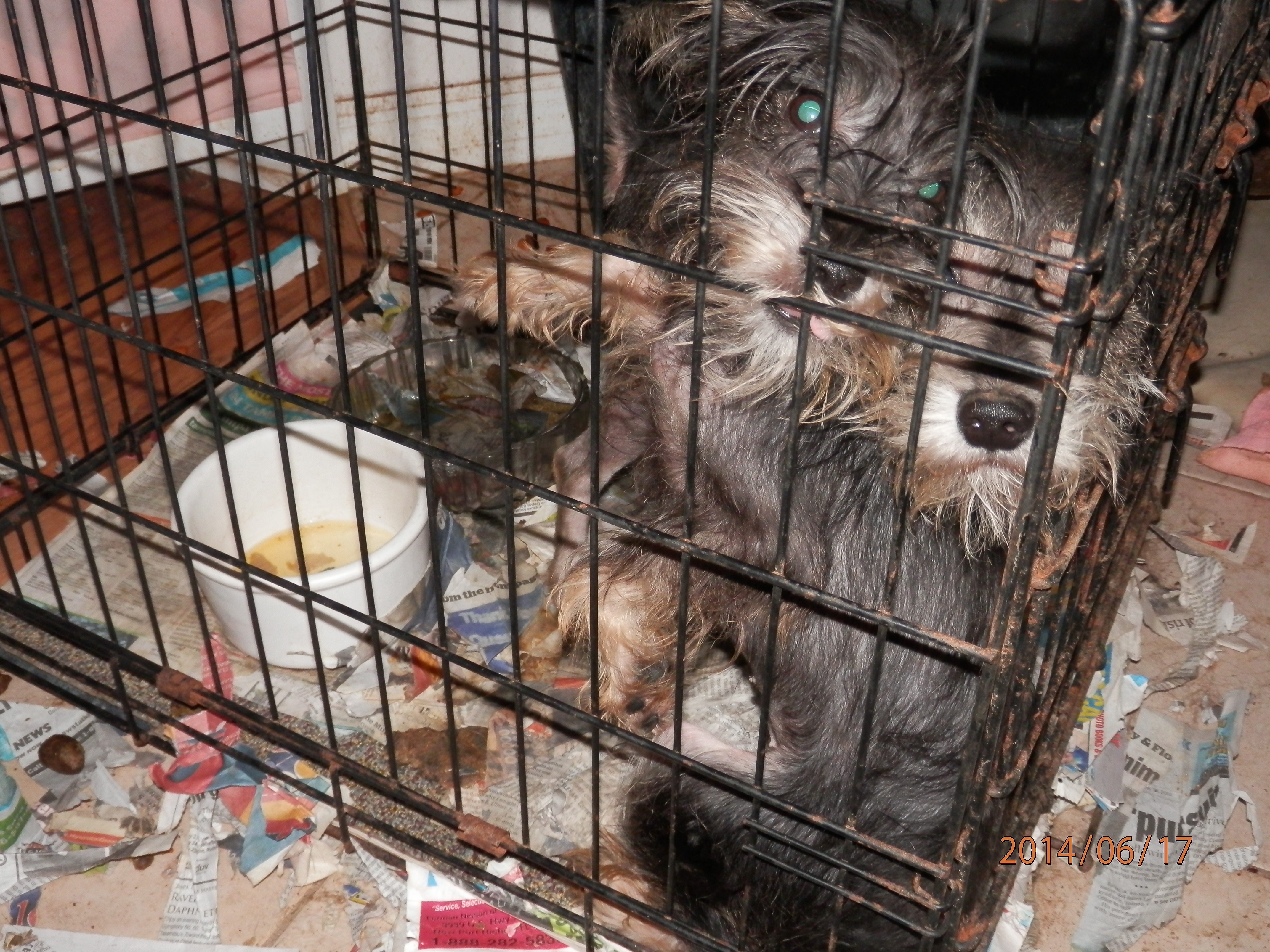 50 animals living in terrible conditions in Hernando home | wtsp.com
