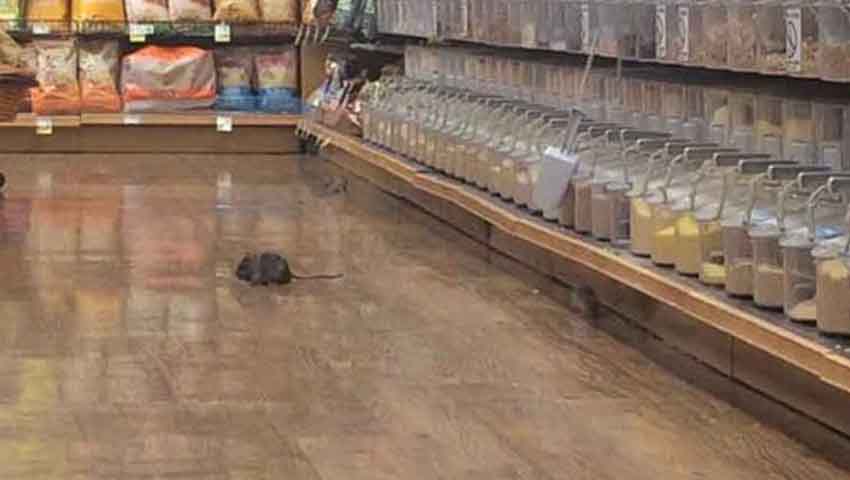 Rats captured on video in Seattle grocery store | wtsp.com