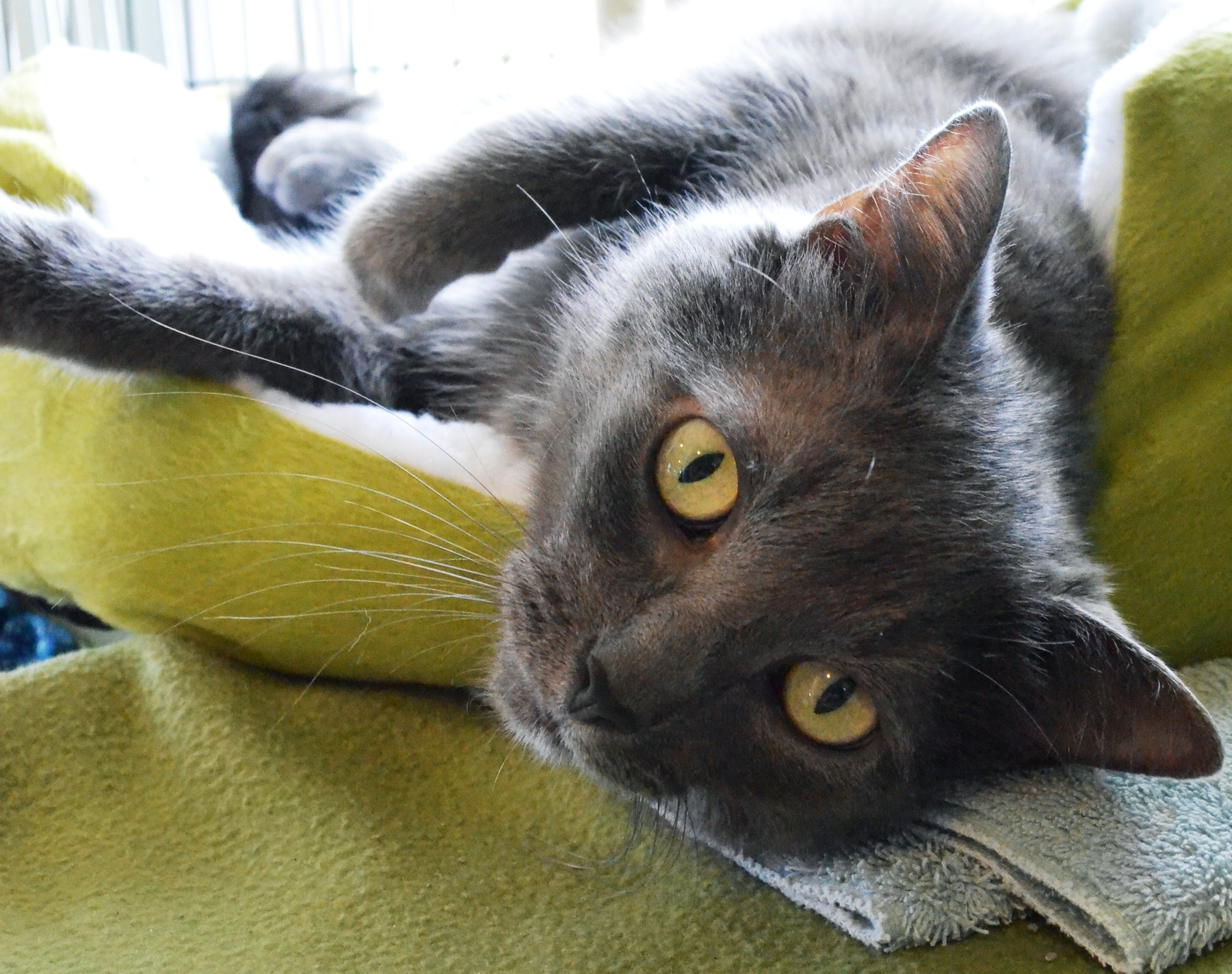 Merlin the cat is looking for a forever home | wtsp.com