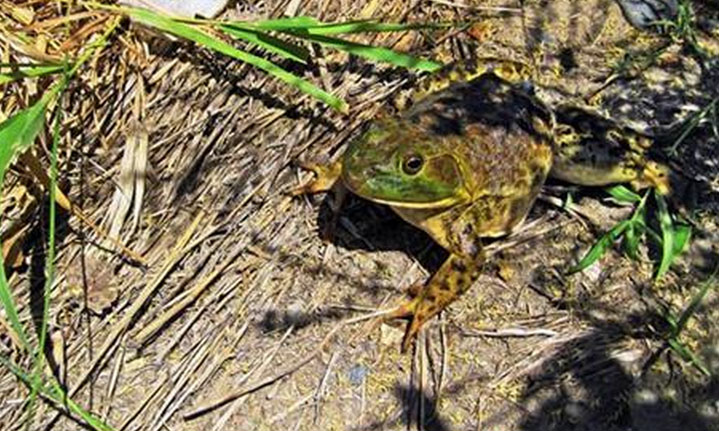 Do Bullfrogs Eat Tree Frogs