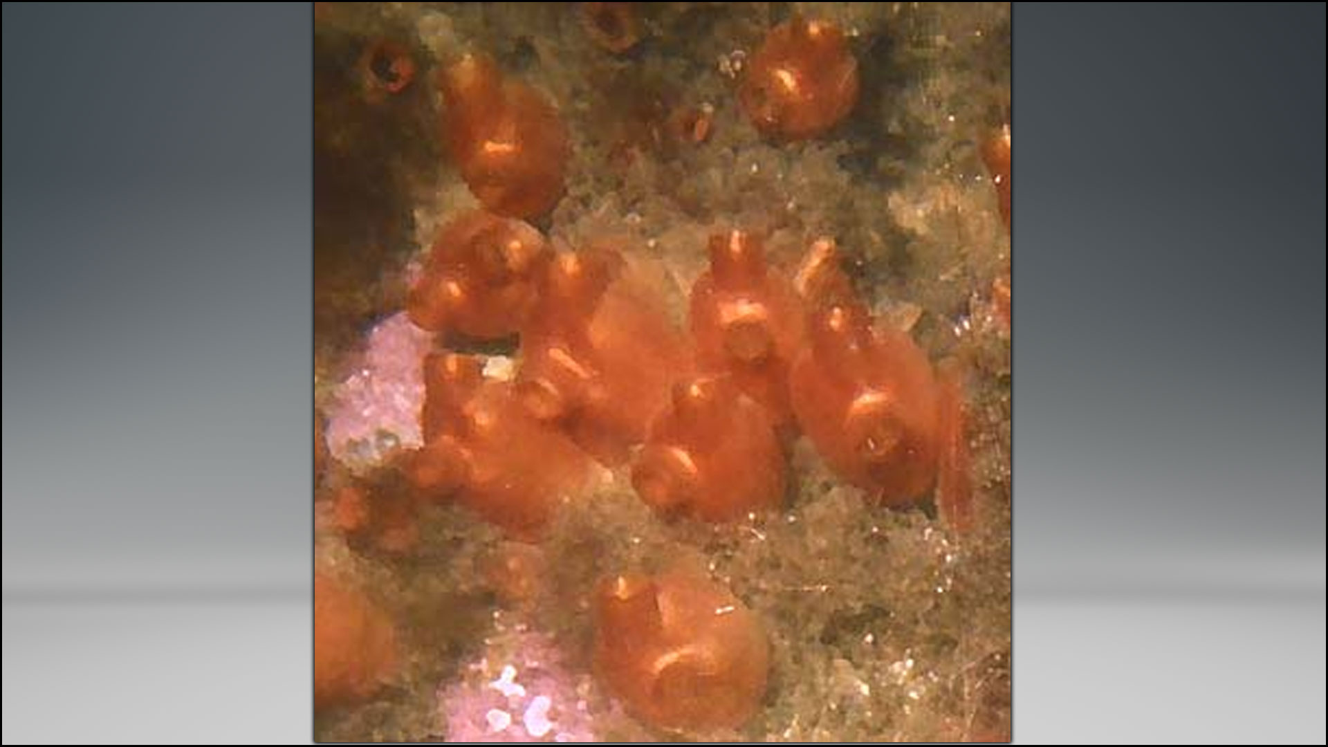 Smelly sea creatures wash ashore on Marco Island | wtsp.com