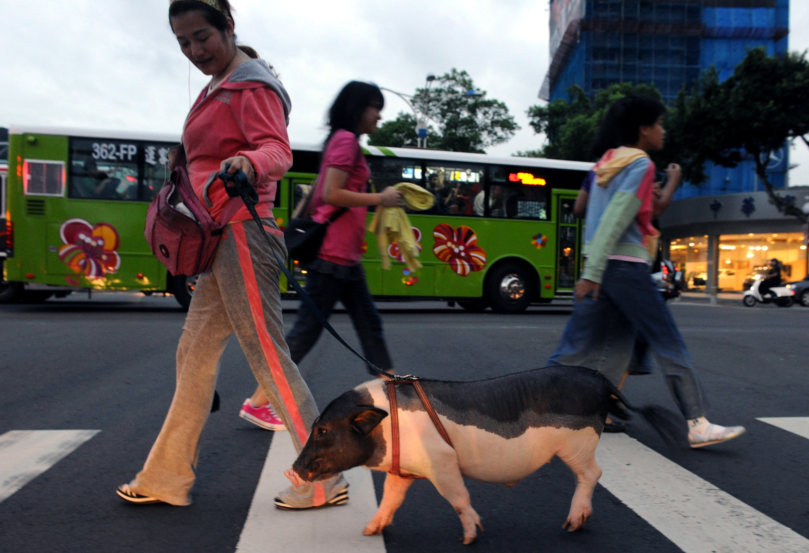 When pigs fly? Not on this US Airways plane | wtsp.com