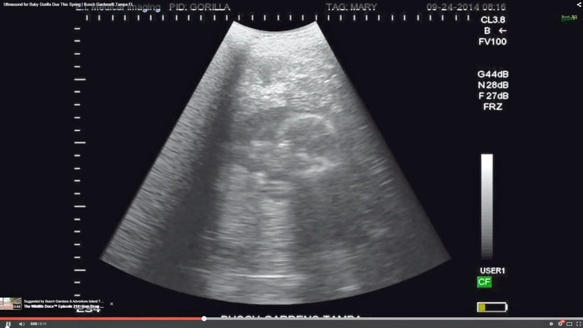 WATCH: Busch Gardens' gorilla ultrasound | wtsp.com