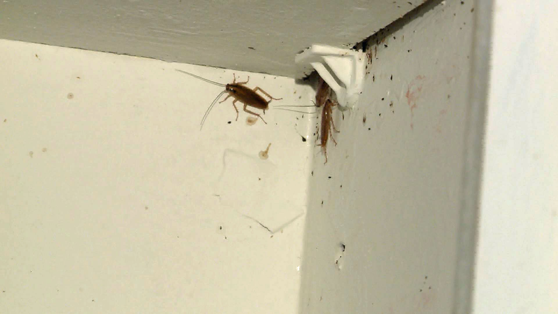 Infestation: Family evicted after calling code | wtsp.com