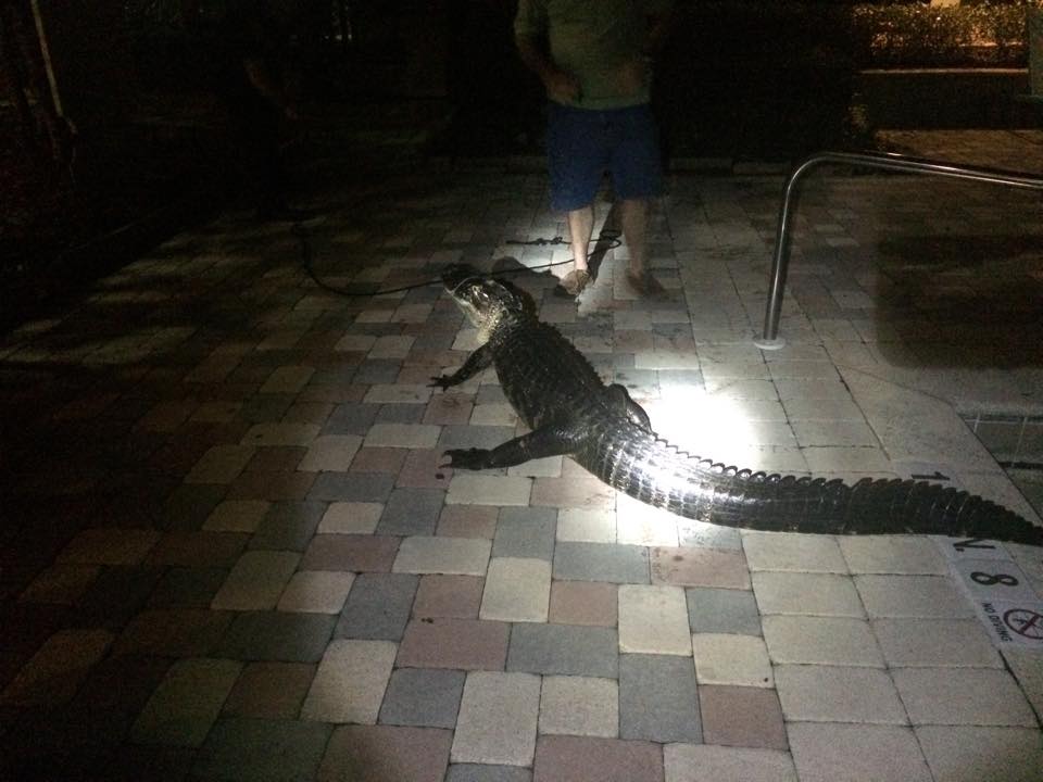 Gator removed from pool at New Tampa apartments | wtsp.com