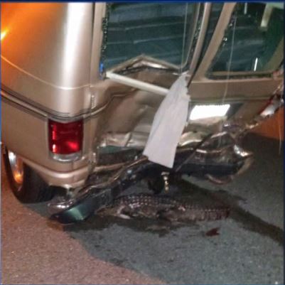 Deadly crash involving alligator raises safety concerns in Louisiana ...