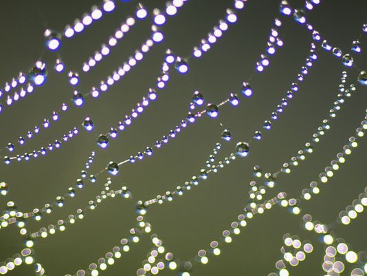 Tiny spiders 'rain' down in Australian town | wtsp.com