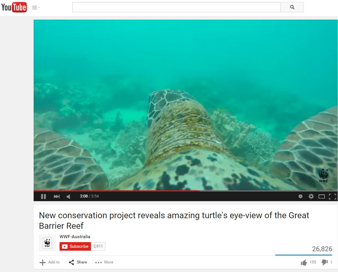 Scientists put a GoPro on a sea turtle -- and it was beautiful | wtsp.com