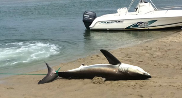 Great white shark stranded, set free on Cape Cod | wtsp.com