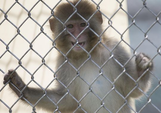 Florida monkey farm owners prepare for hurricanes | wtsp.com