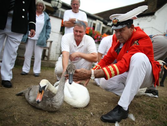 Queen owns all of the U.K.'s swans. Every year, she counts them | wtsp.com