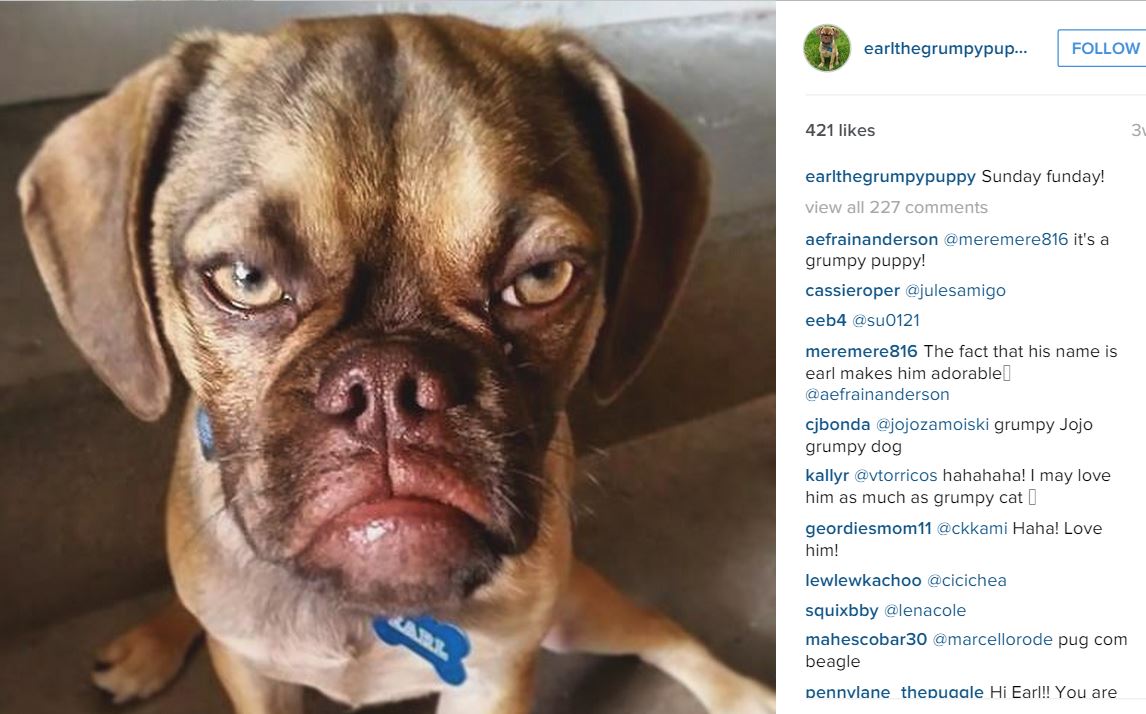 Meet the new 'grumpy' celebrity | wtsp.com
