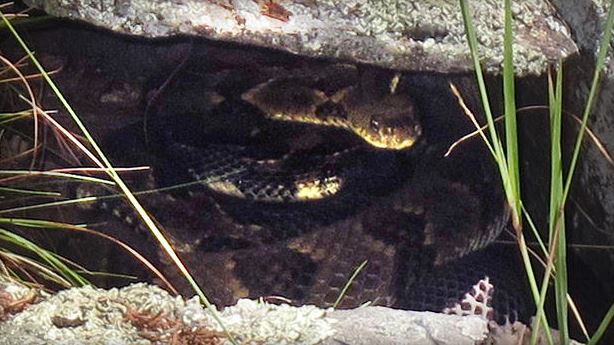 Mystery fungus killing snakes in several states | wtsp.com