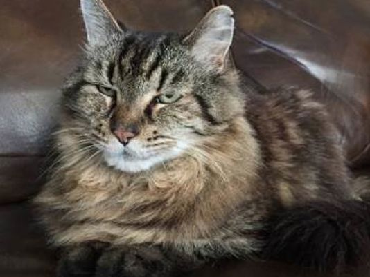 Oregon cat becomes becomes the world's oldest at 26 | wtsp.com