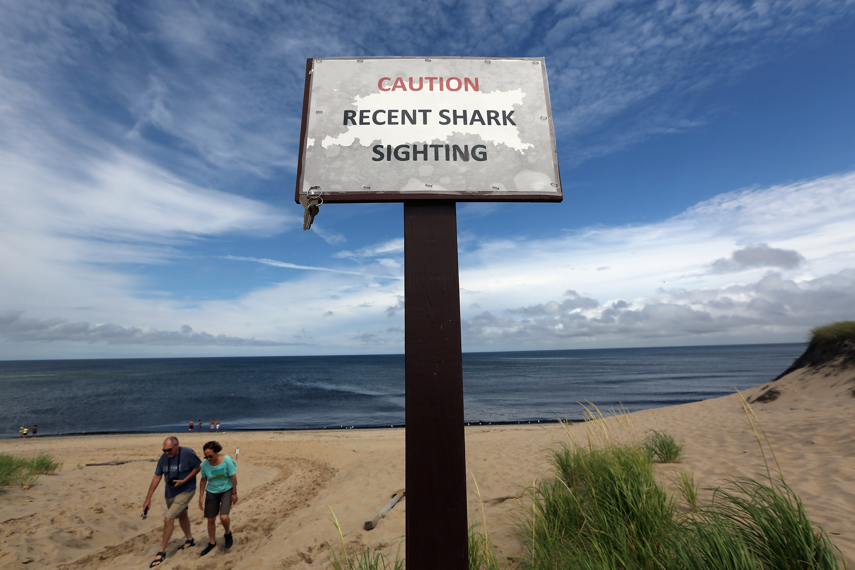 Great white shark spits seal onto Cape Cod beach | wtsp.com