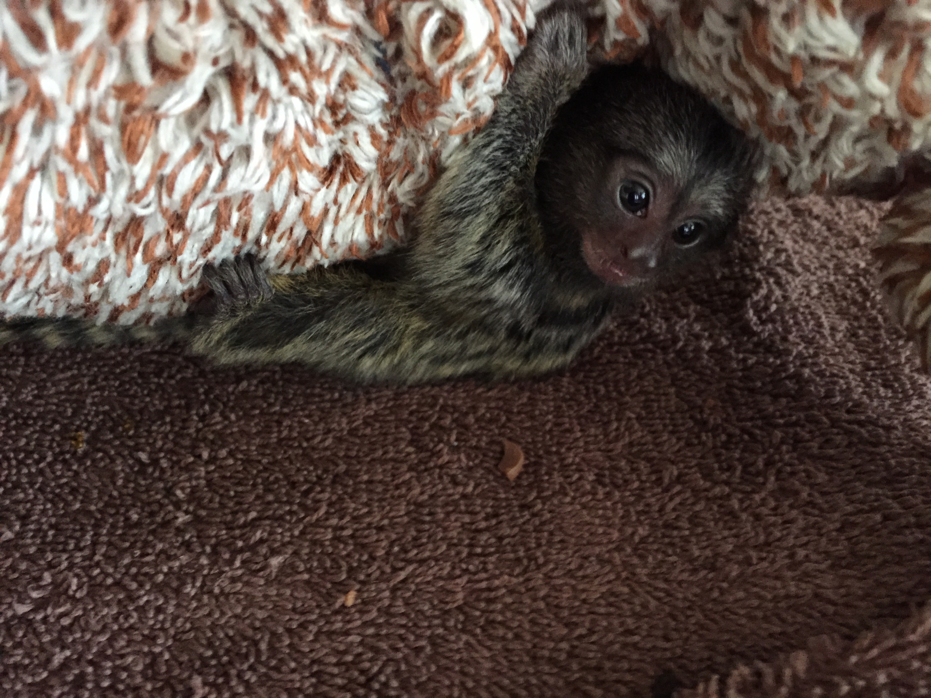 Monkey Whisperer pairs families with new furry friends | wtsp.com