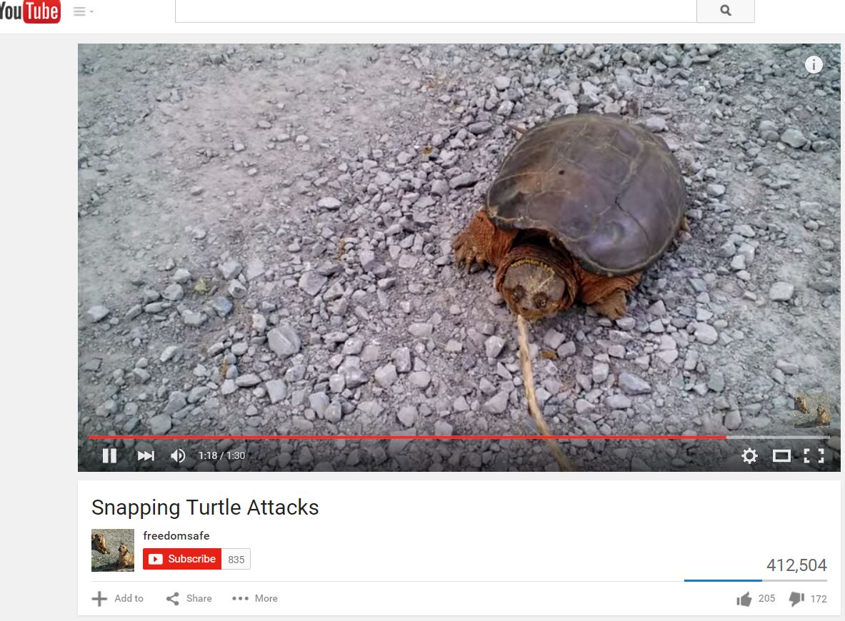 WATCH: Real life ninja turtle | wtsp.com
