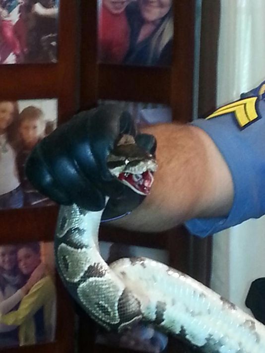 Police officer removes 5-foot python from woman's arm | wtsp.com