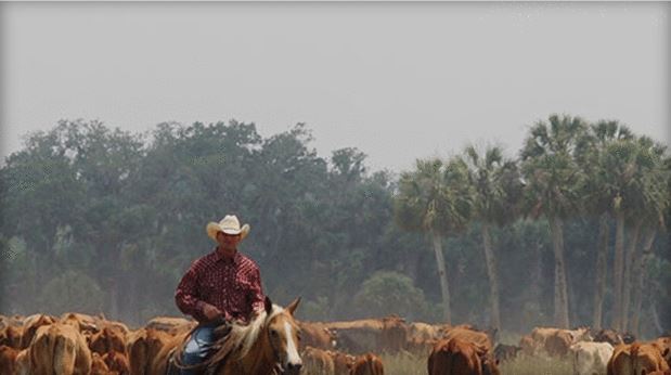 Massive Mormon ranch plan in Florida draws scrutiny | wtsp.com