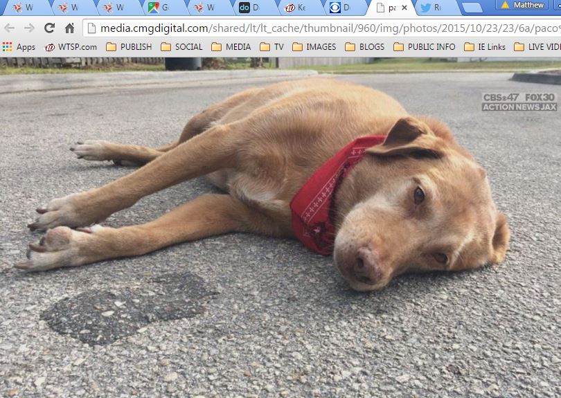 Paco the dog stays put where his owner was killed | wtsp.com