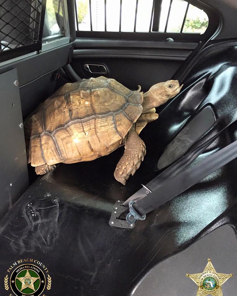 Police arrest giant tortoise | wtsp.com