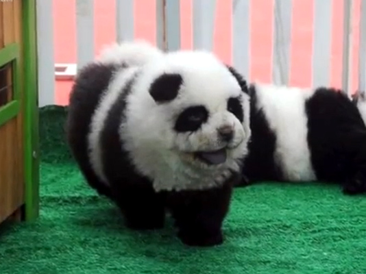 Panda Dogs China