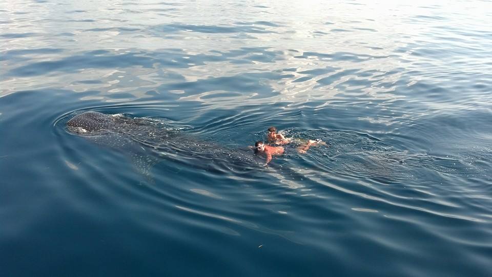 Man hitches a ride on a whale shark! | wtsp.com