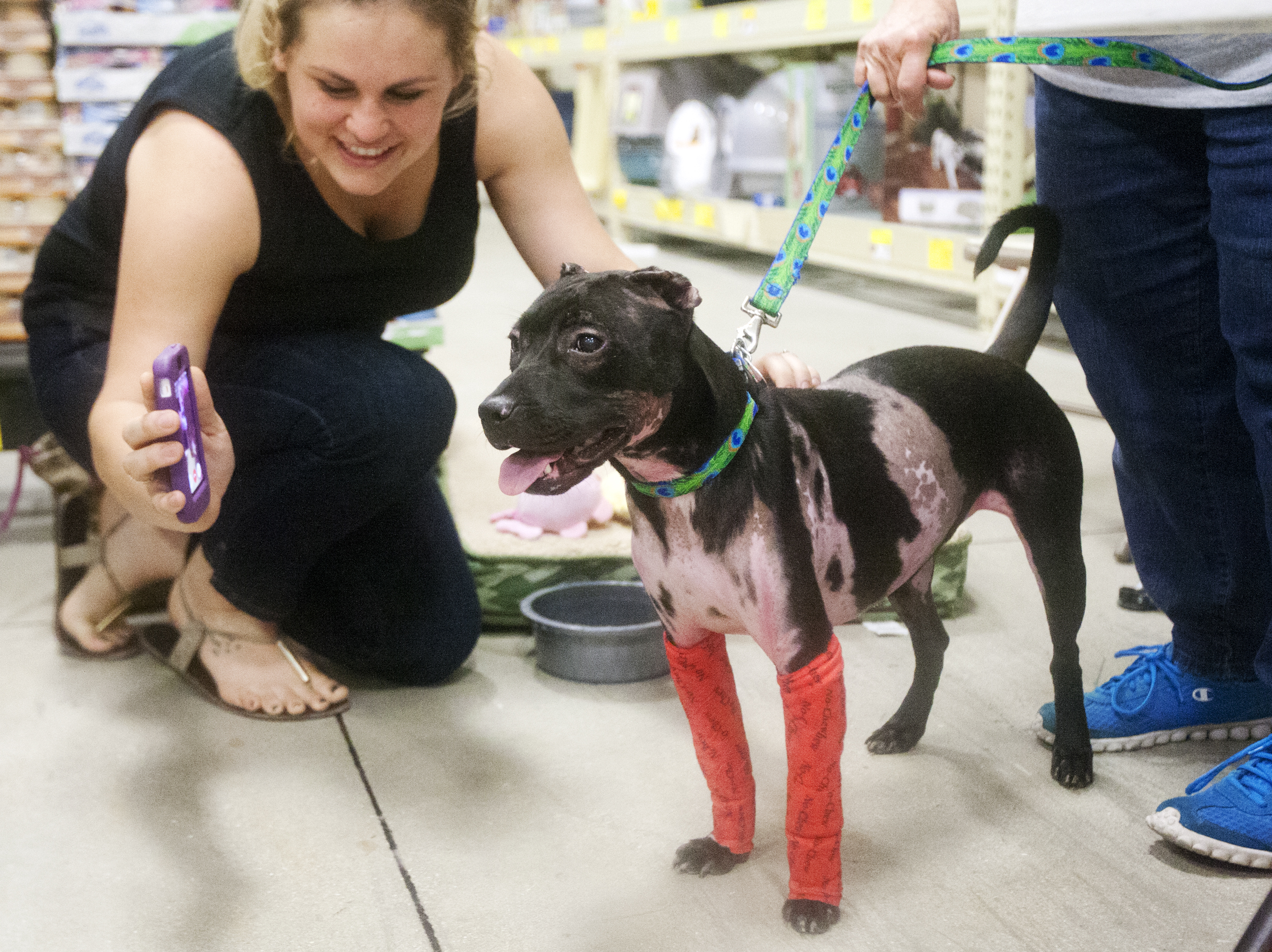 Hope, the burned dog, helps others find homes | wtsp.com