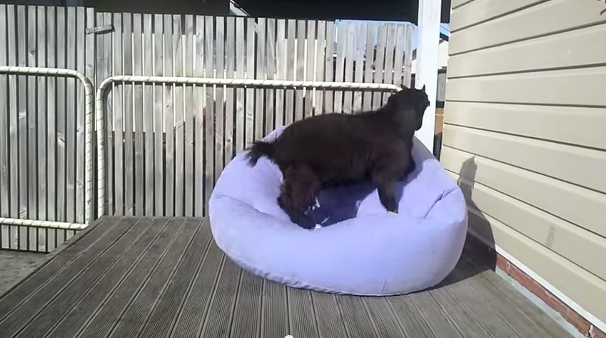 WATCH: Goat on a blow up chair | wtsp.com