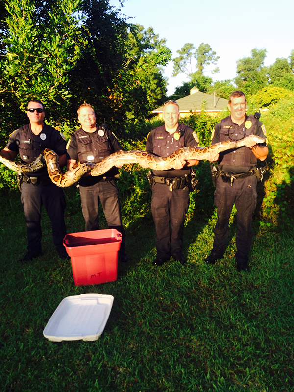 Police capture cat-eating python in Port St. Lucie | wtsp.com