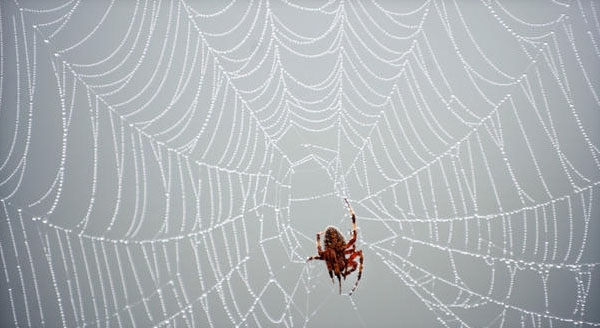 Some spiders thrive in urban environments | wtsp.com