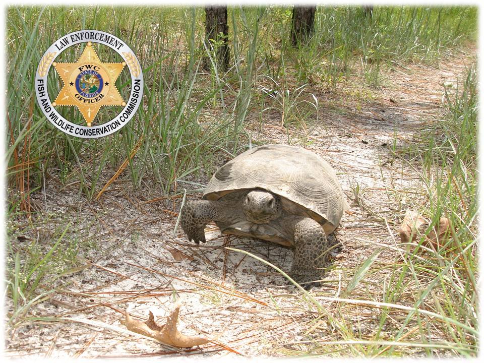 Florida man says he killed 15 tortoises and planned on killing more ...