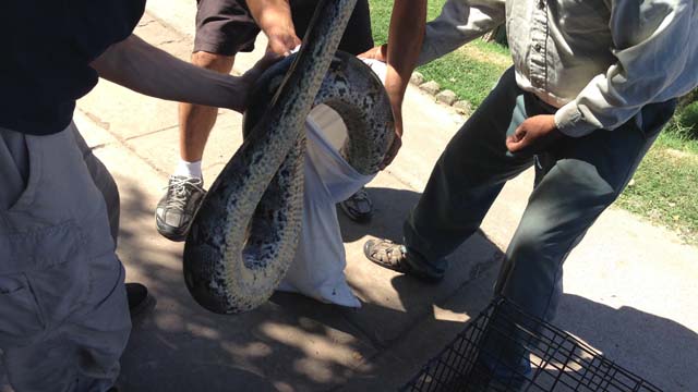 Man finds 10-foot python in flower bed | wtsp.com
