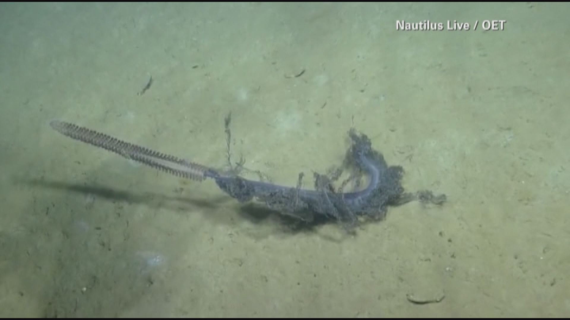 Scientists capture video of rare and bizarre sea creature | wtsp.com