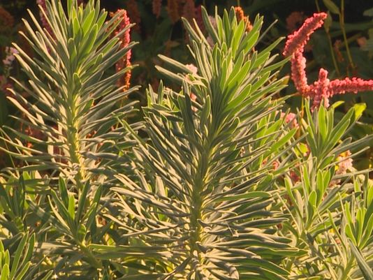 Plant spits poisonous sap in gardener's eye | wtsp.com