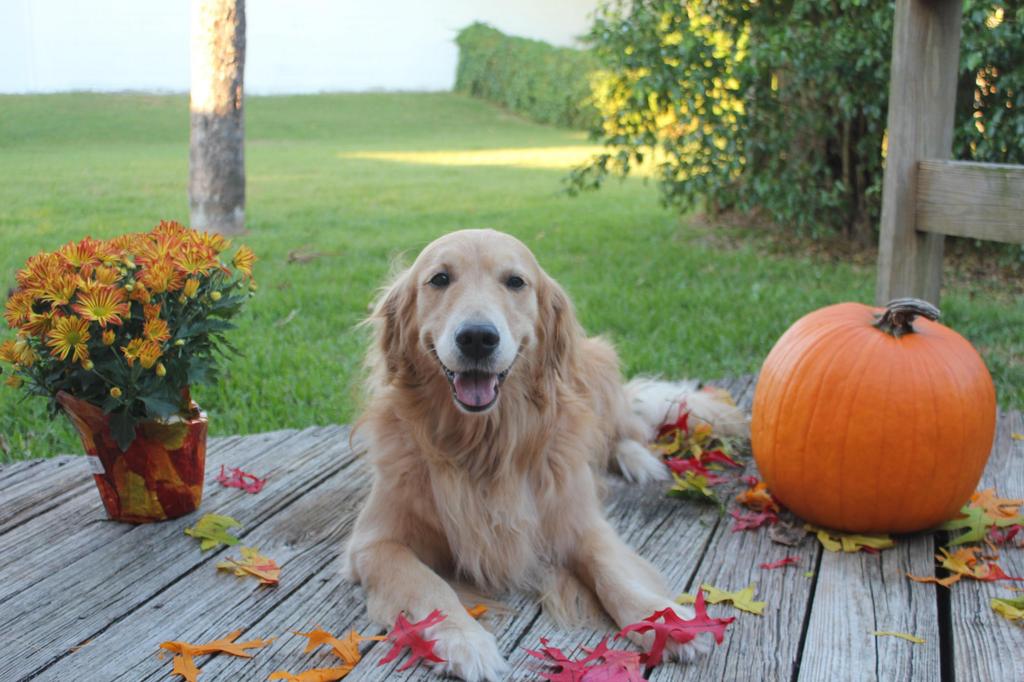 Celebrate Fall with your Pets! | wtsp.com