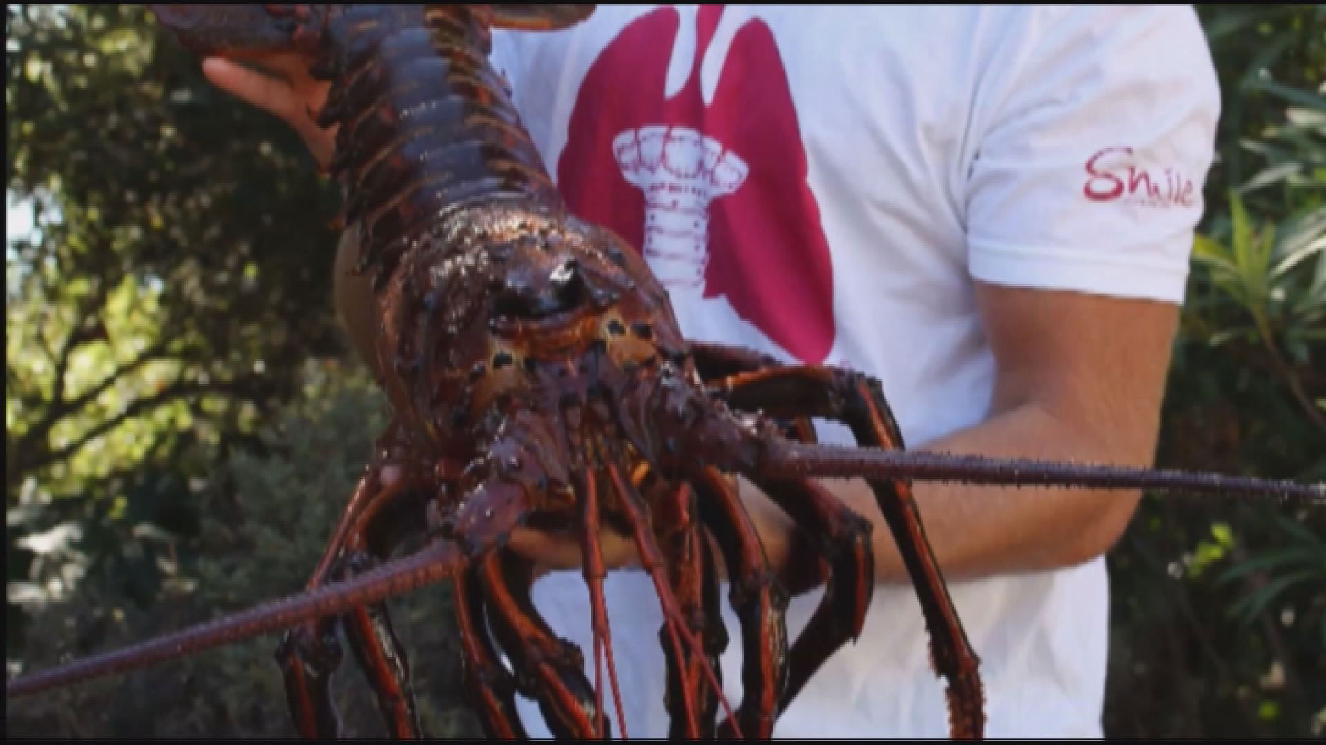 Large lobster gets second chance at life | wtsp.com
