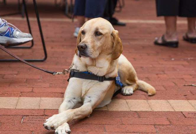 Southeastern Guide Dogs needs puppy raisers | wtsp.com