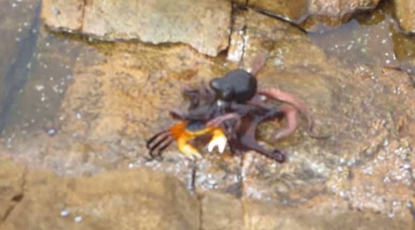 WATCH: Octopus surprise attacks unsuspecting crab | wtsp.com