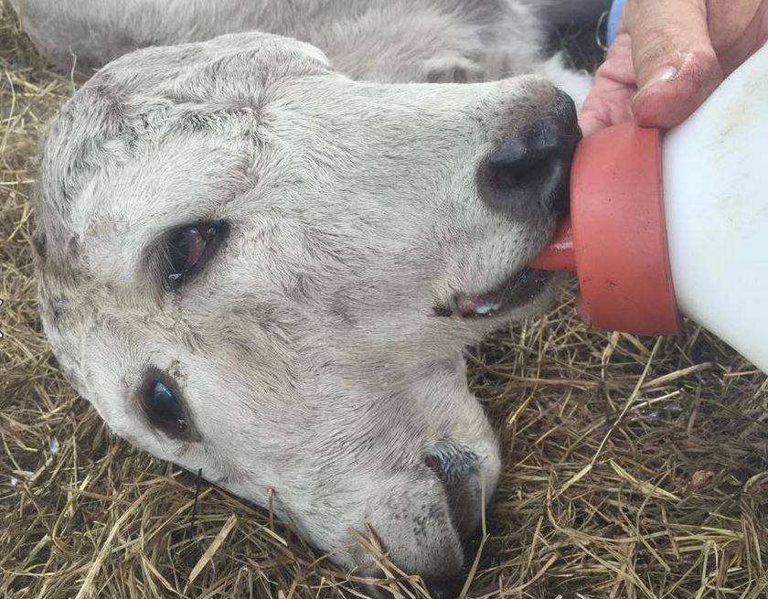 Two-faced calf a rare sight | wtsp.com