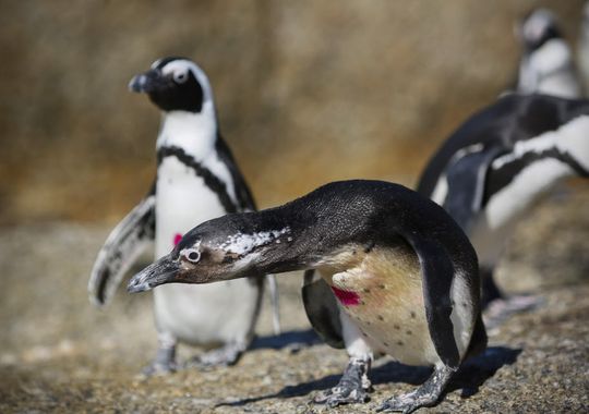 International effort to save 10 species announced | wtsp.com