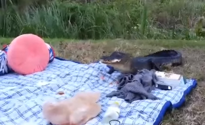Alligator takes bite of picnic on UF campus | wtsp.com
