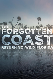 Watch the film on wild Florida on WUSF-TV | wtsp.com