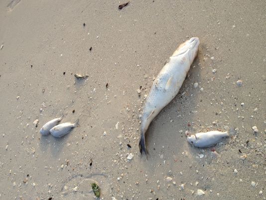 Dead fish on Sanibel beaches caused by red tide | wtsp.com